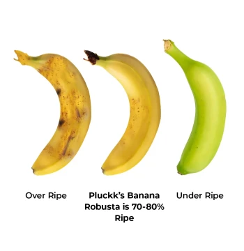 Banana Robusta